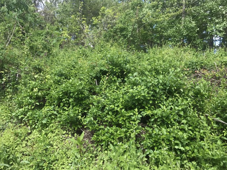 Clearing The Invasive Oriental Bittersweet Vine on Appalachian Trail at ...